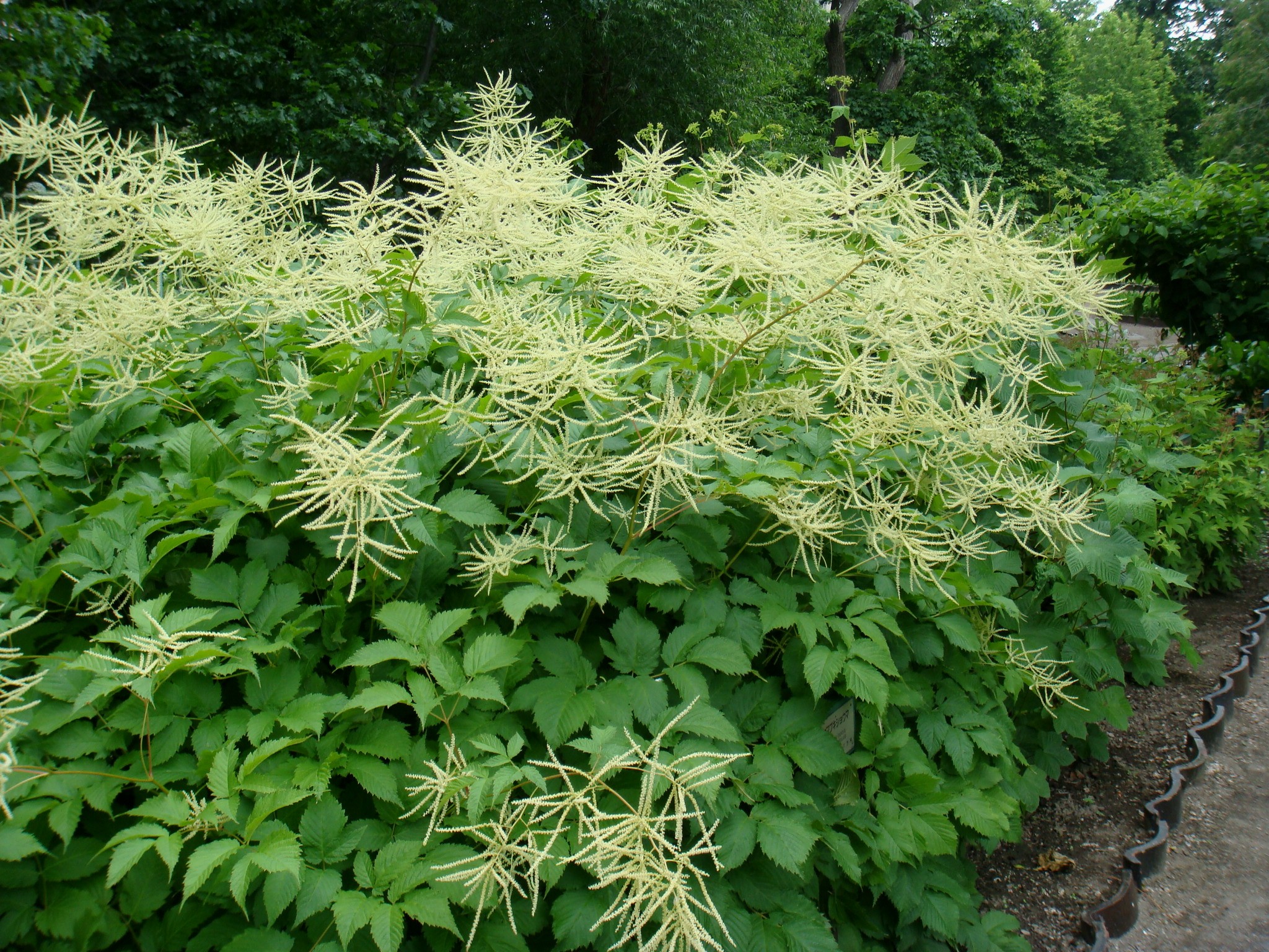 Aruncus dioicus (Goatsbeard) – Northeast Wild Seed Collectors