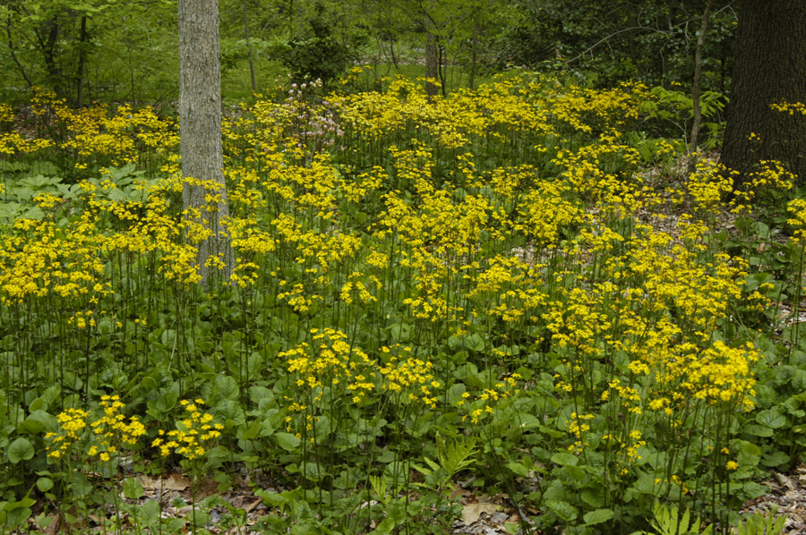 Packera aurea (Golden Groundsel) – Northeast Wild Seed Collectors