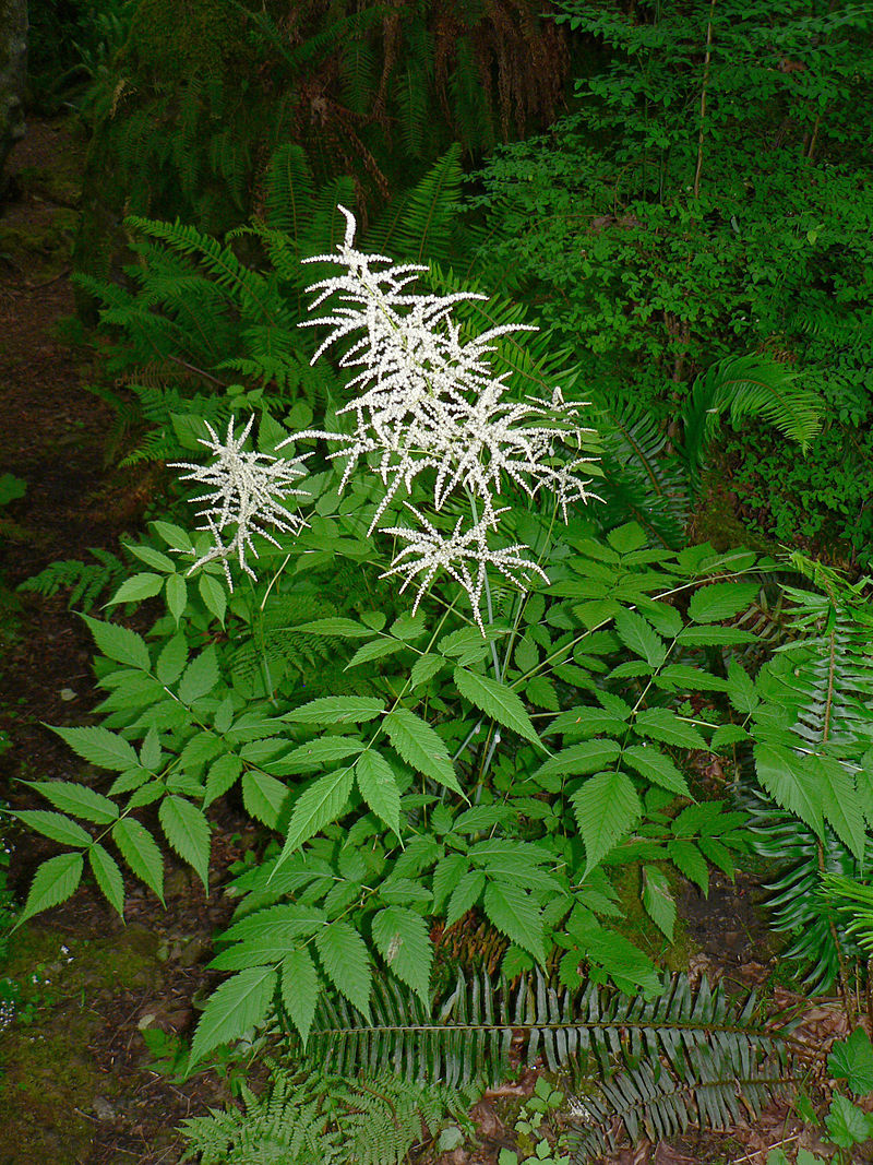 Aruncus dioicus (Goatsbeard) – Northeast Wild Seed Collectors