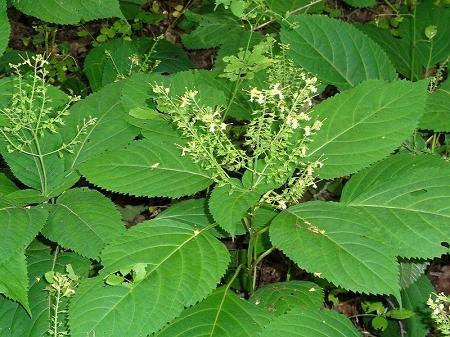Collinsonia canadensis (Horsebalm, Rich Weed, Stone Root) – Northeast ...