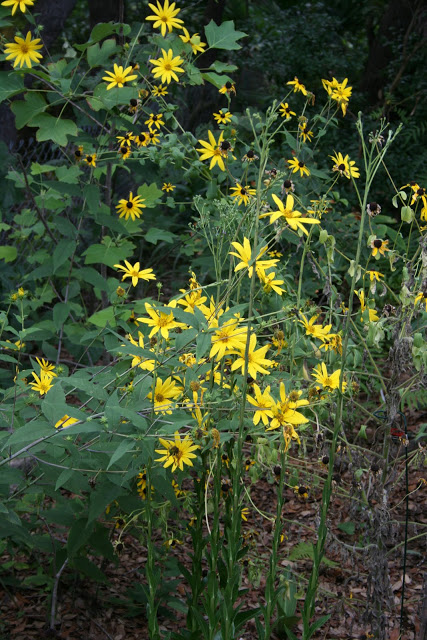 Helianthus strumosus (Pale-Leaved Woodland Sunflower) – Northeast Wild ...
